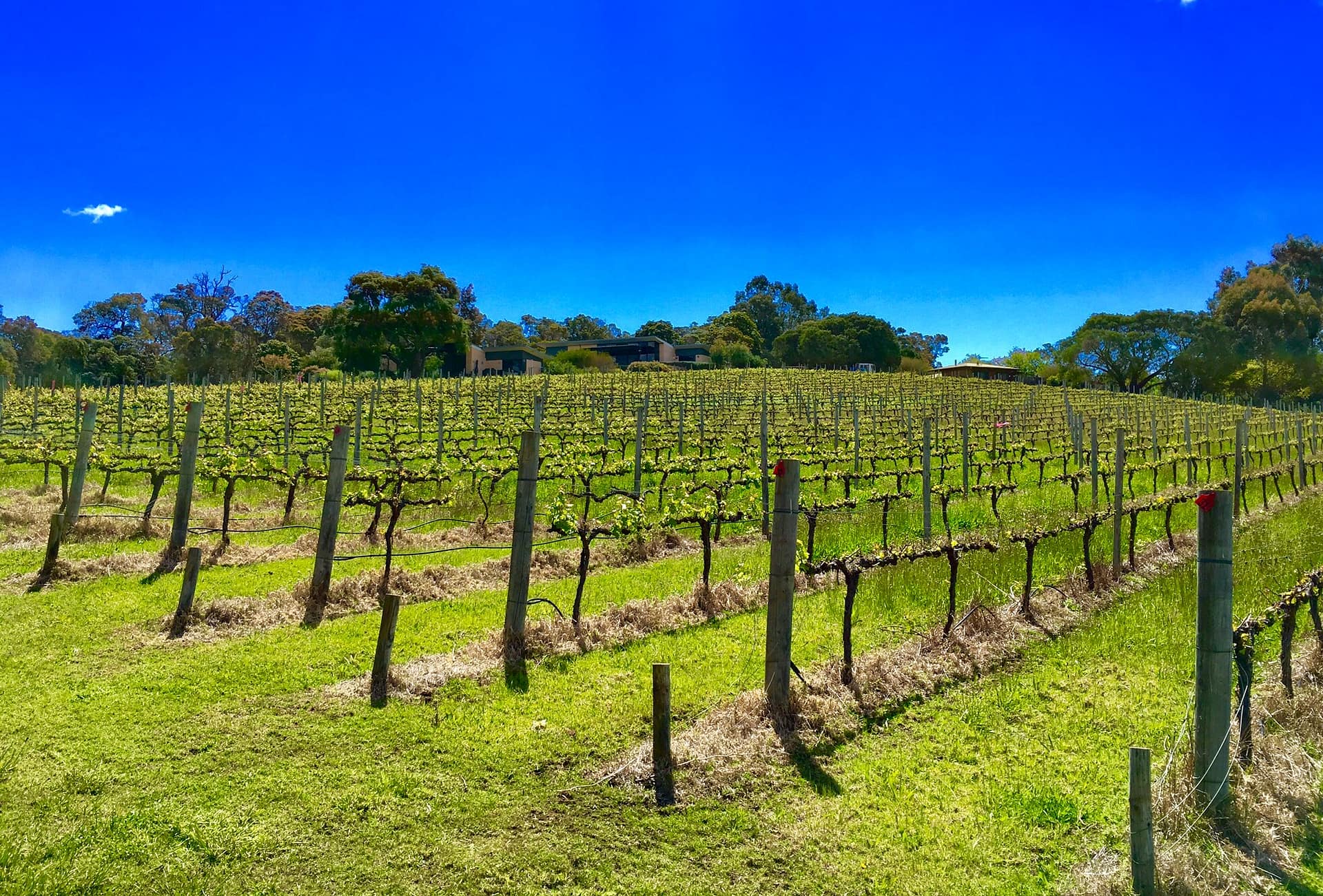 Vineyard this Spring | Rivendell Winery Estate